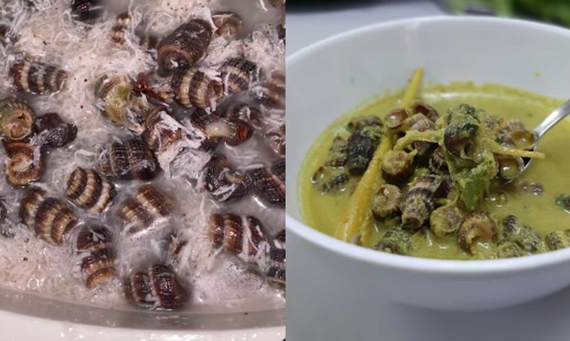 Rupanya kena campur siput sedut dengan hampas kelapa, biarkan semalaman ...